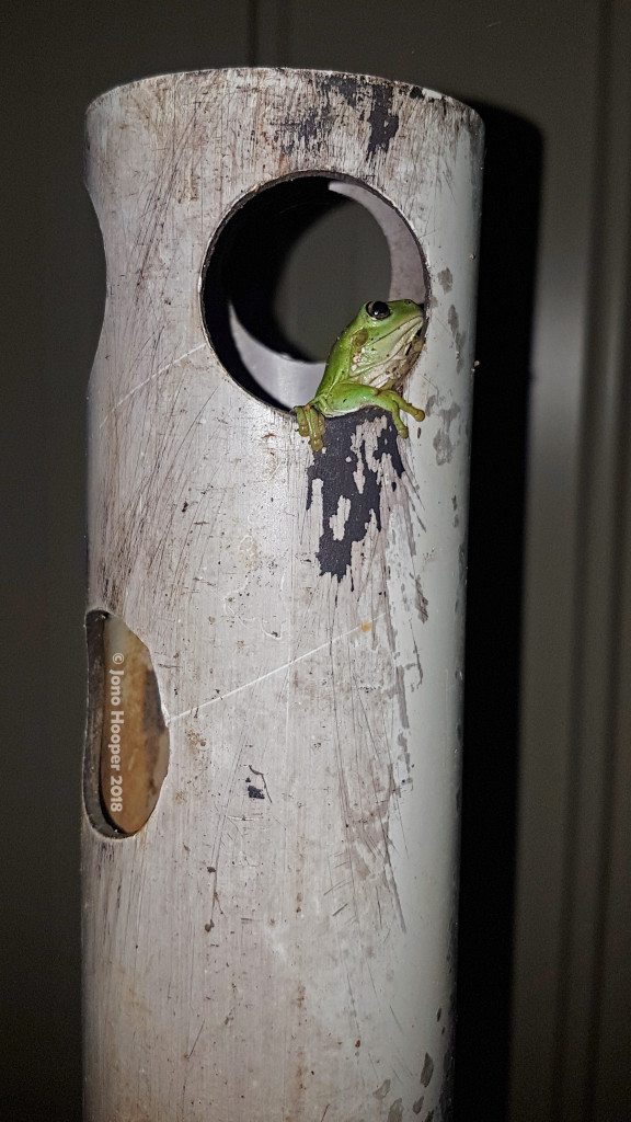 Where do all the frogs go? Seeking refuge during drought. – Frogging Around